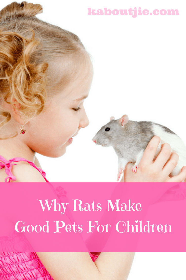 Why Rats Make Good Pets For Children
