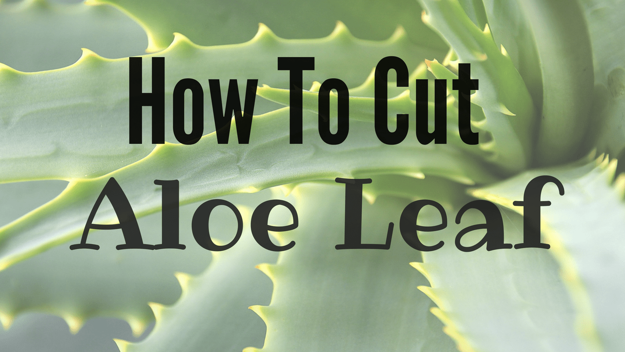 How To Cut Aloe Leaf