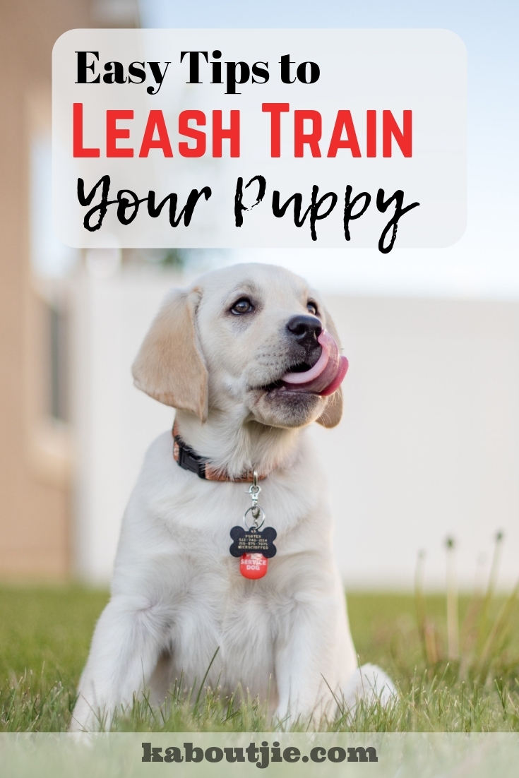 Easy Tips To Leash Train Your Puppy